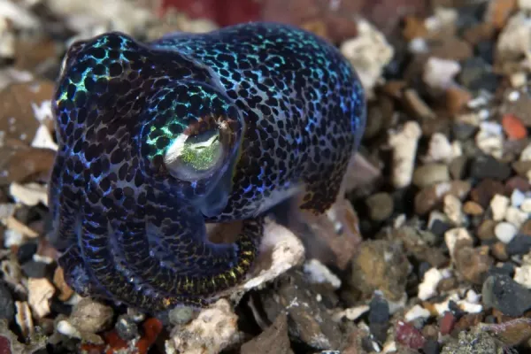 Bobtail Squid Indonesia Our beautiful Wall Art and Photo Gifts include ...