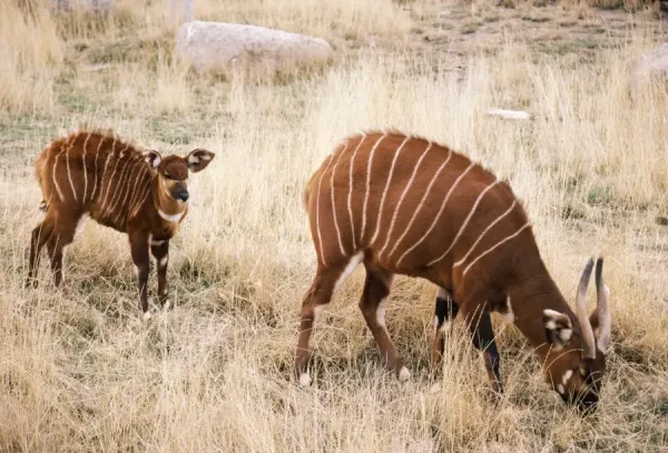 Female Bongo Antelope Female Mountain Bongo Breeding Boma Where