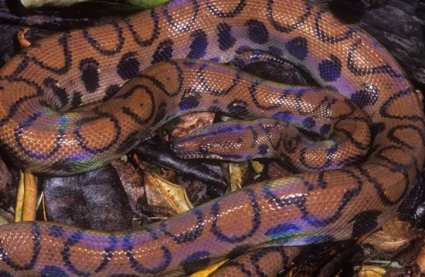 Brazilian Rainbow Boa Iridescence Our beautiful Wall Art and Photo ...