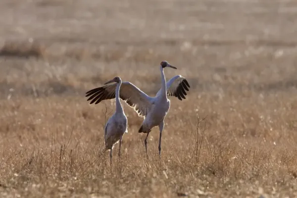 Brolga with wings spread open official bird emblem of