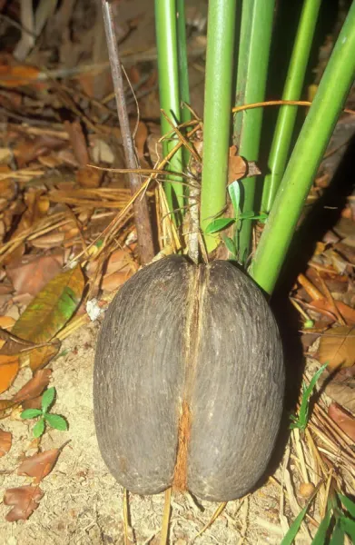 Coco-de-mer / Maldive Coconut Seed on ground Our beautiful Wall Art and ...