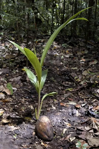 Coconut rooting in the rainforest of St Our beautiful Wall Art and ...