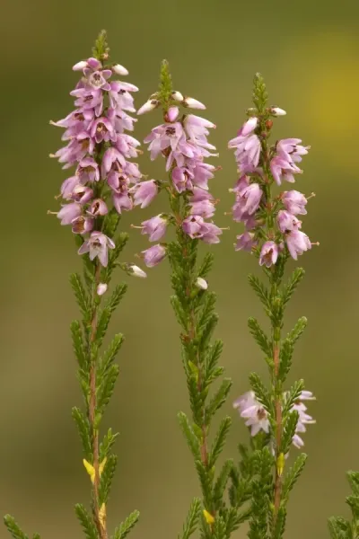 Common heather, or ling, in flower Our beautiful Wall Art and Photo ...