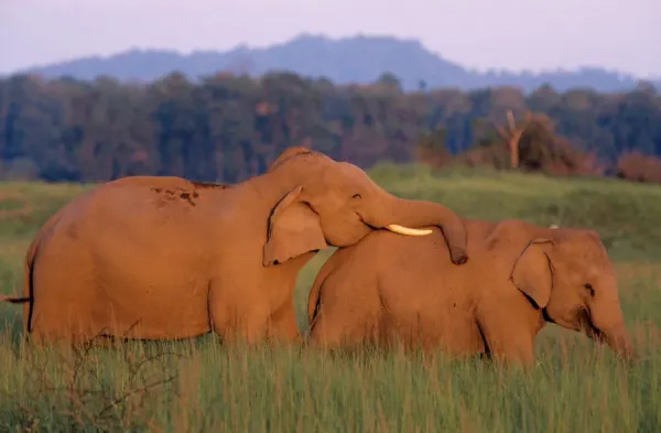 Courting Indian / Asian Elephants Our beautiful Wall Art and Photo ...