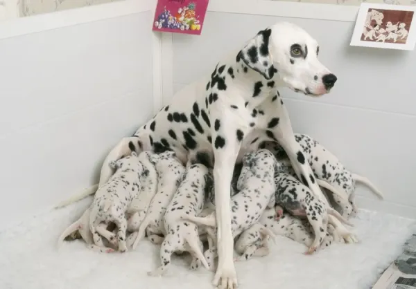 Newborn Dalmatian Puppies