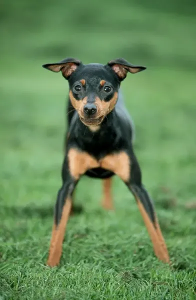 Doberman Pinscher In Stand The Doberman Pinscher Modern Dog Magazine