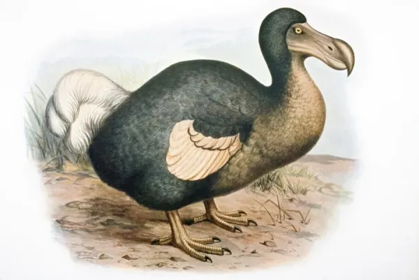 Dodo extinct bird Our beautiful Wall Art and Photo Gifts include Framed ...