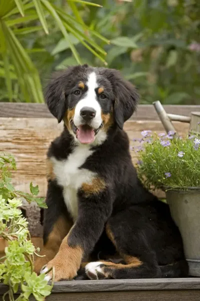 Dog Bermese Mountain Dog puppy Our beautiful Wall Art and Photo Gifts ...