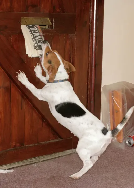 Dog at door Jack Russell takes paper from letterbox