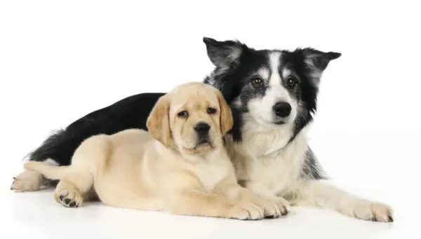 DOG. Yellow labrador puppy laying next to border collie