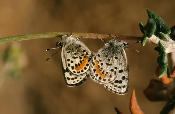 El Segundo Blue Butterfly pair mating Our beautiful Wall Art and Photo ...