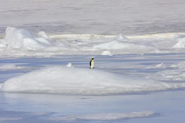 Emperor Penguin adult standing alone on ice Our beautiful Wall Art and ...