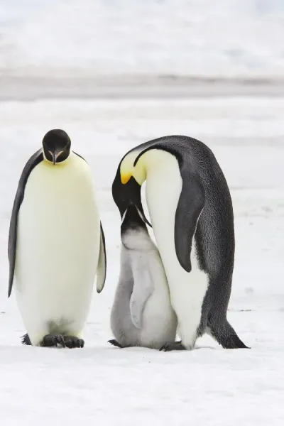 Emperor Penguin Feeding Chick