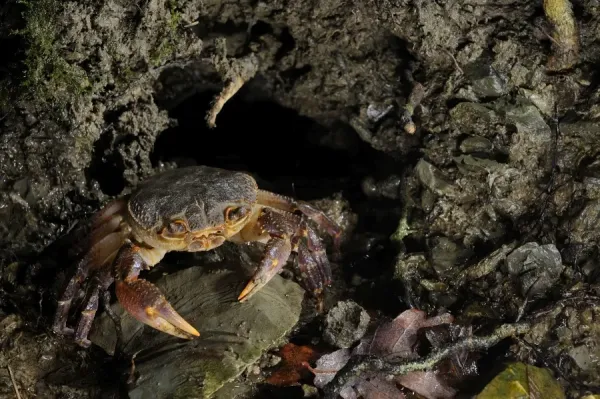 European Freshwater Crab adult at night near the entrance