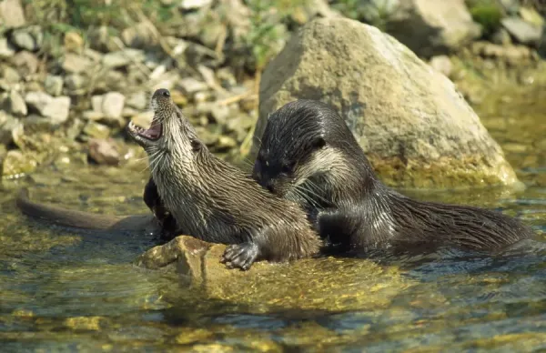 Jigsaw Puzzle of European Otter parent & offspring playfighting