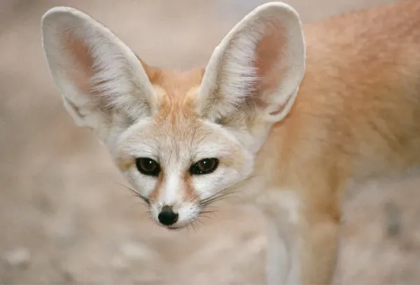 Sahara Desert Fox