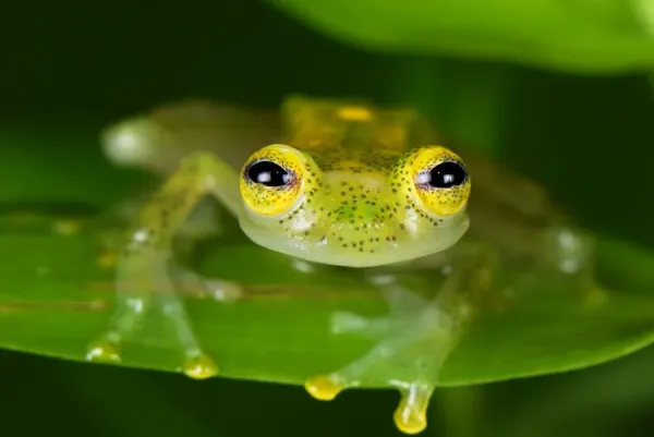 Fleischmanns Glass Frog male San Cipriano Reserve Cauca
