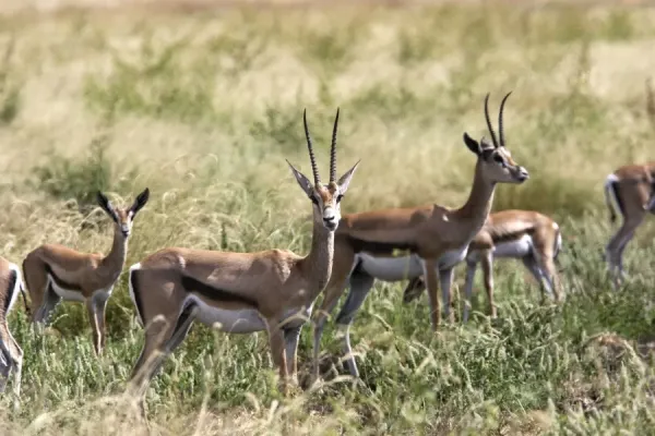 Grants gazelle. Nech Sar National Park Arsi Region Ethiopia