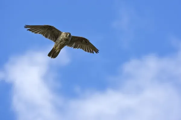Gyrfalcon In Flight Gyrfalcon (Falco Rusticolus) In Flight, From