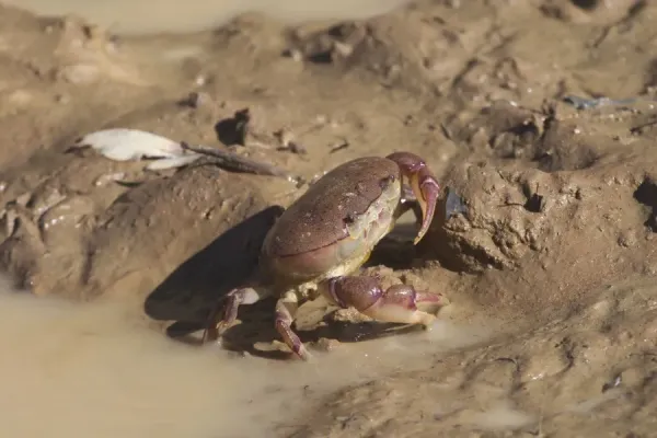 Hibernating Crab This freshwater crab of the dry areas of