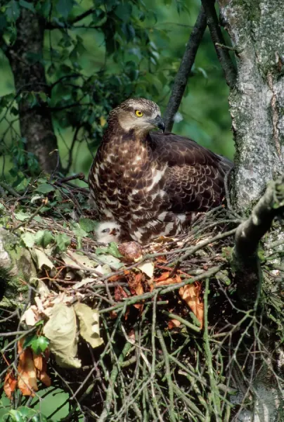 Honey Buzzard at nest with young Our beautiful Wall Art and Photo Gifts ...
