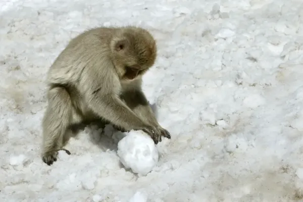 Japanese Macaque Monkey making snowball Our beautiful Wall Art and ...