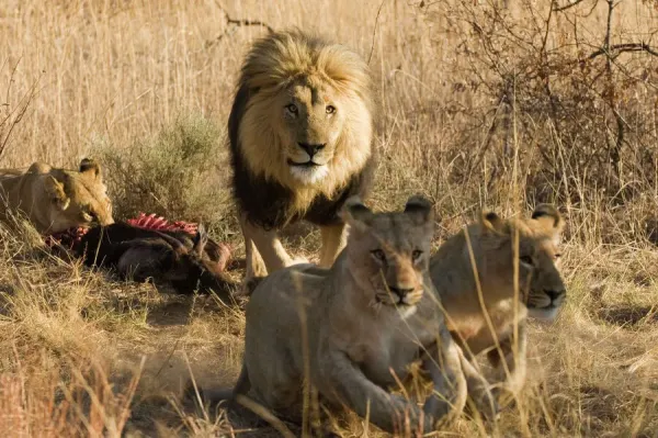 Lion and lioness with prey Male chasing the cubs away South