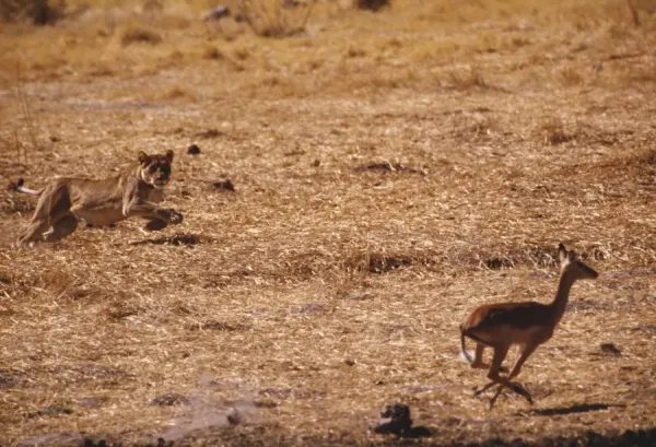 Lion Chasing Antelope 310+ Lion Chasing Prey Stock Photos, Pictures
