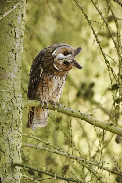 Owl Head Turn