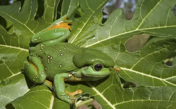 Magnificent Tree Frog Magnificent Tree Frog (Litoria Splendida)