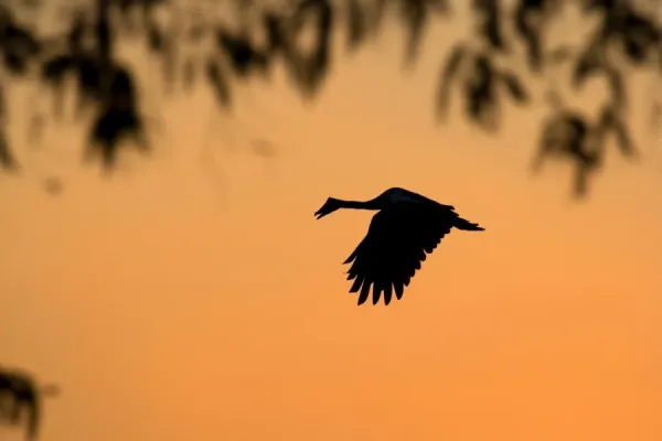 Magpie Goose adult Magpie Goose in flight at sunset with