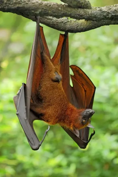Malayan Flying Fox Face