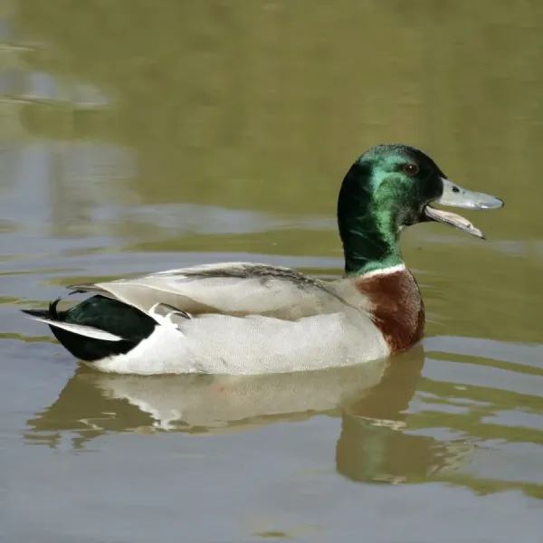 Mallard Drake, quacking Henderson Creek Our beautiful Wall Art and ...
