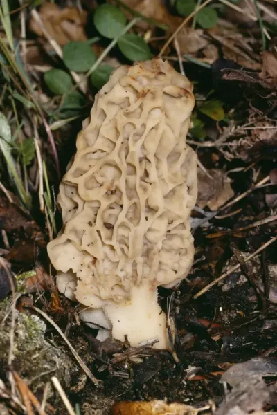 Morel Fungi Edible Our beautiful Wall Art and Photo Gifts include ...