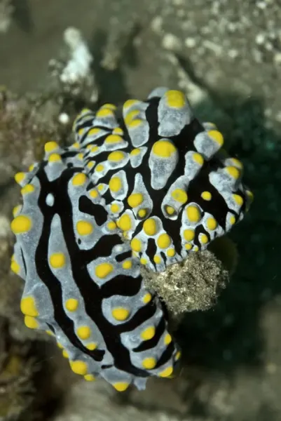 Nudibranch Dive Into The Exotic World Of Nudibranchs, The Spectacular