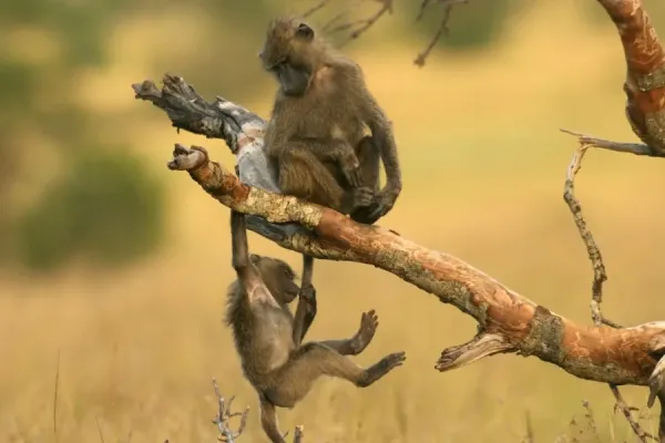 Olive Baboons Young baboons playing in trees Maasai Mara