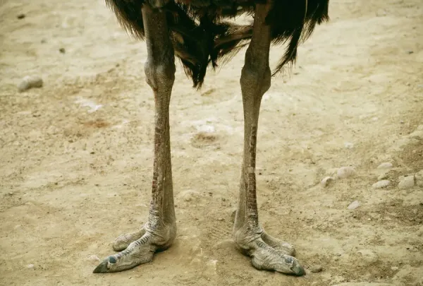 Ostrich Claws Close Up Photo Of Ostrich Legs With Sharp Claws Standing