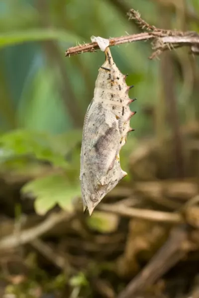 Butterfly Chrysalis Identification Identifying Insect Cocoons In Your