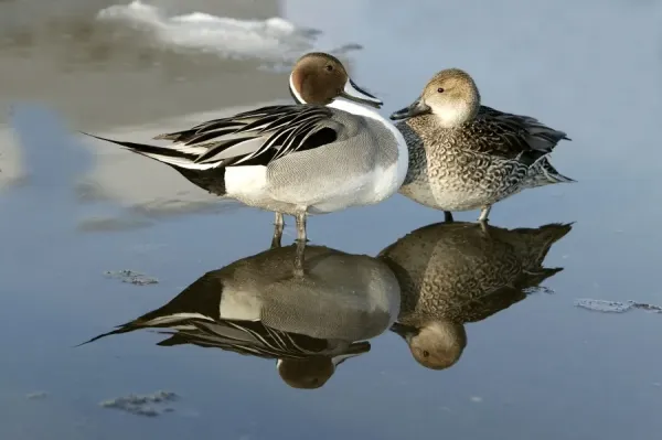 Standing Pintail Mounts