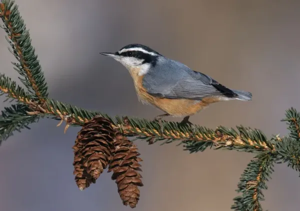 Red-breasted Nuthatch Our beautiful Wall Art and Photo Gifts include ...