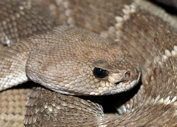 Red Diamond-backed Rattlesnake Our beautiful Wall Art and Photo Gifts ...