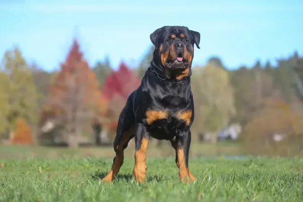 Rottweiler Wallpapers Big Dogs