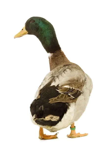Rouen Duck domestic in studio Our beautiful Wall Art and Photo Gifts ...