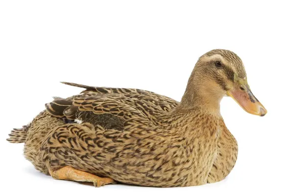 Rouen Duck female studio Our beautiful Wall Art and Photo Gifts include ...