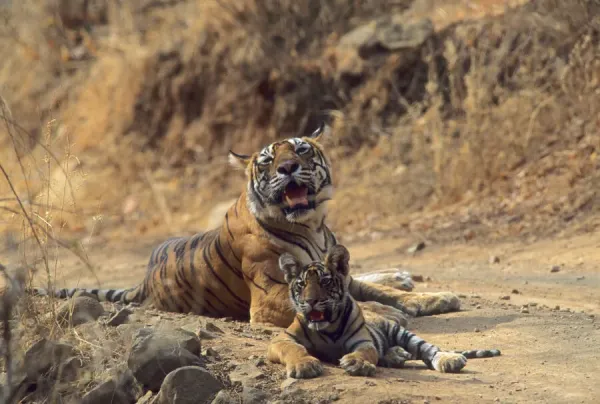 Royal Bengal / Indian Tiger Tigress named Machli & young