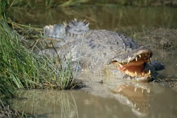 Indo Pacific Crocodile Are There Saltwater Crocodiles In Florida?