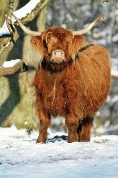 Highland Cow In Snow