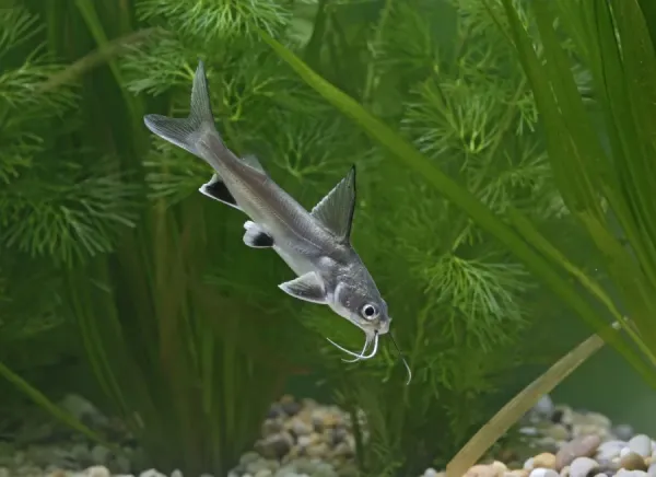 Shark Catfish