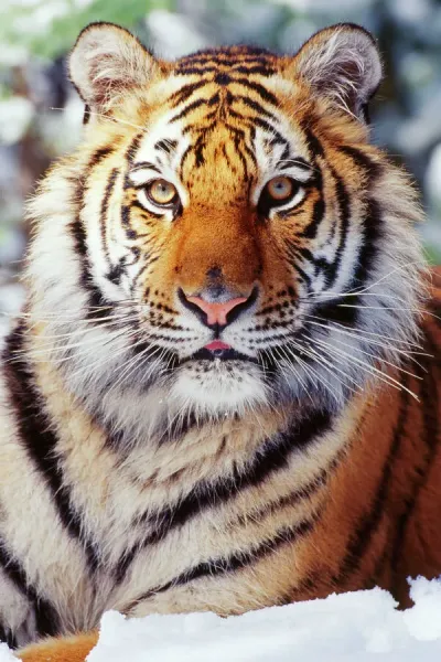 Majestic Grace Siberian Tiger