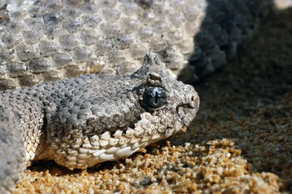 Sidewinder Our beautiful Wall Art and Photo Gifts include Framed Prints ...